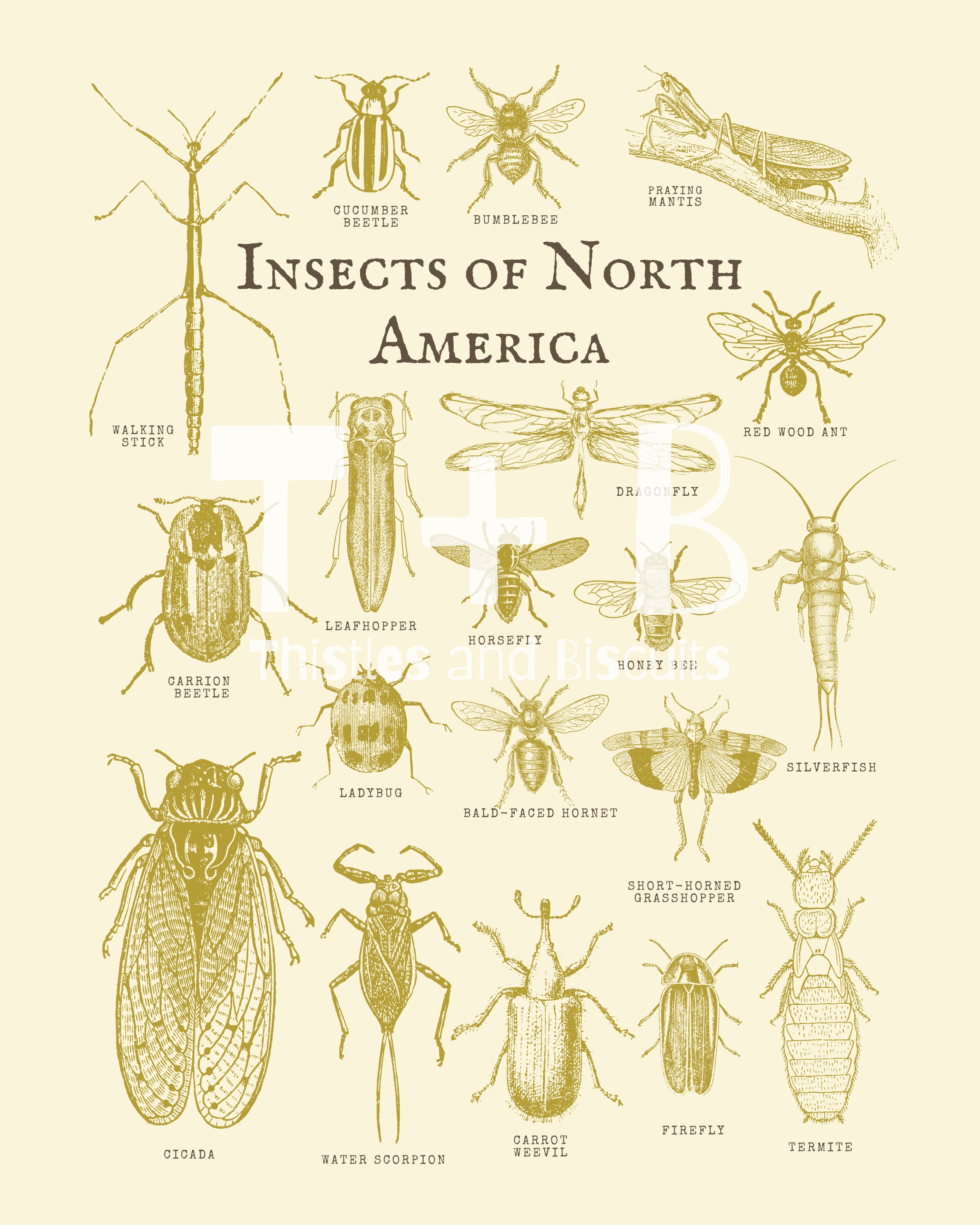 Vintage Insect Poster Digital Print Insect Schoolroom - Etsy
