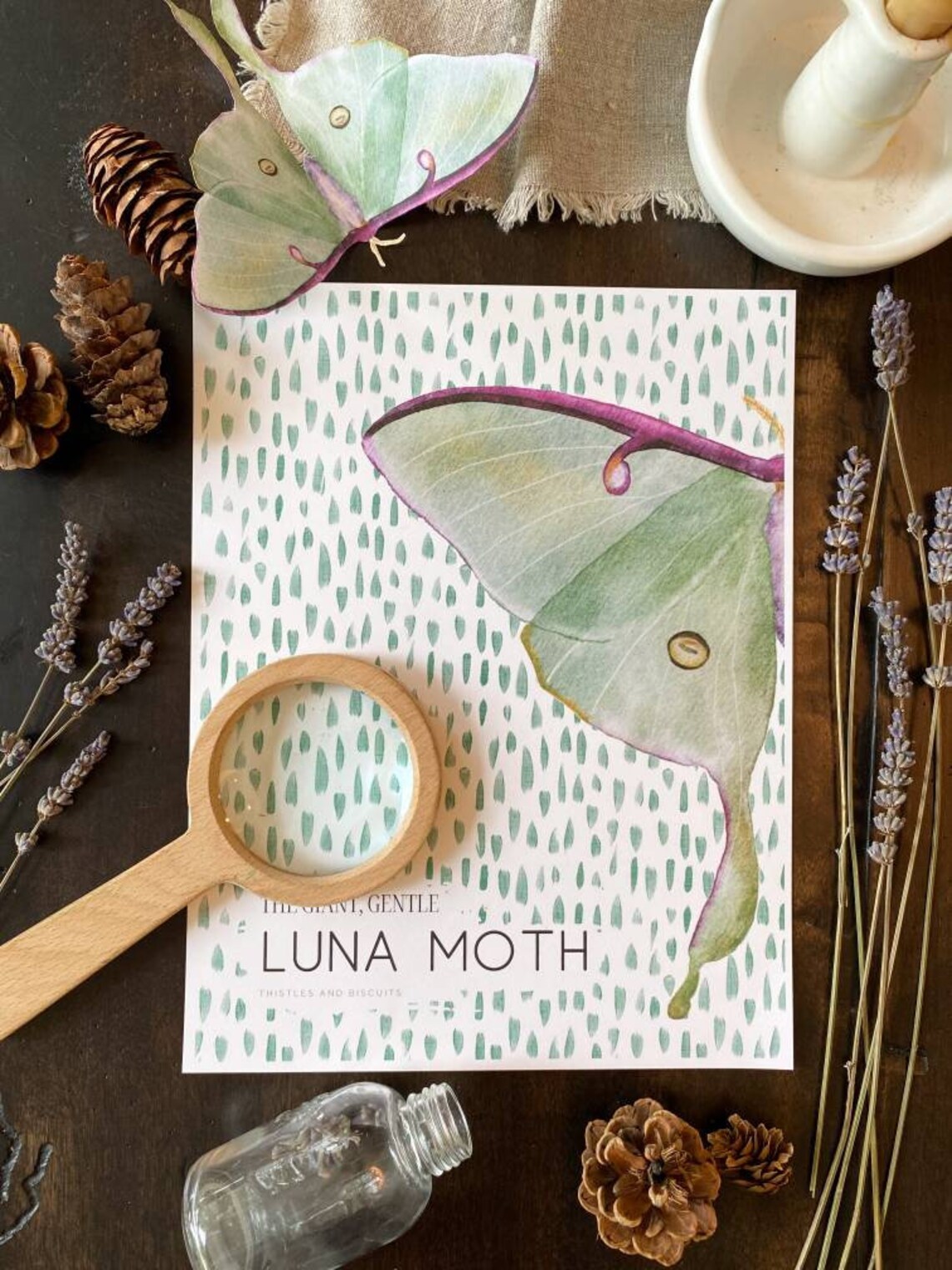 Luna Moth Unit Digital Download Printable Montessori - Etsy