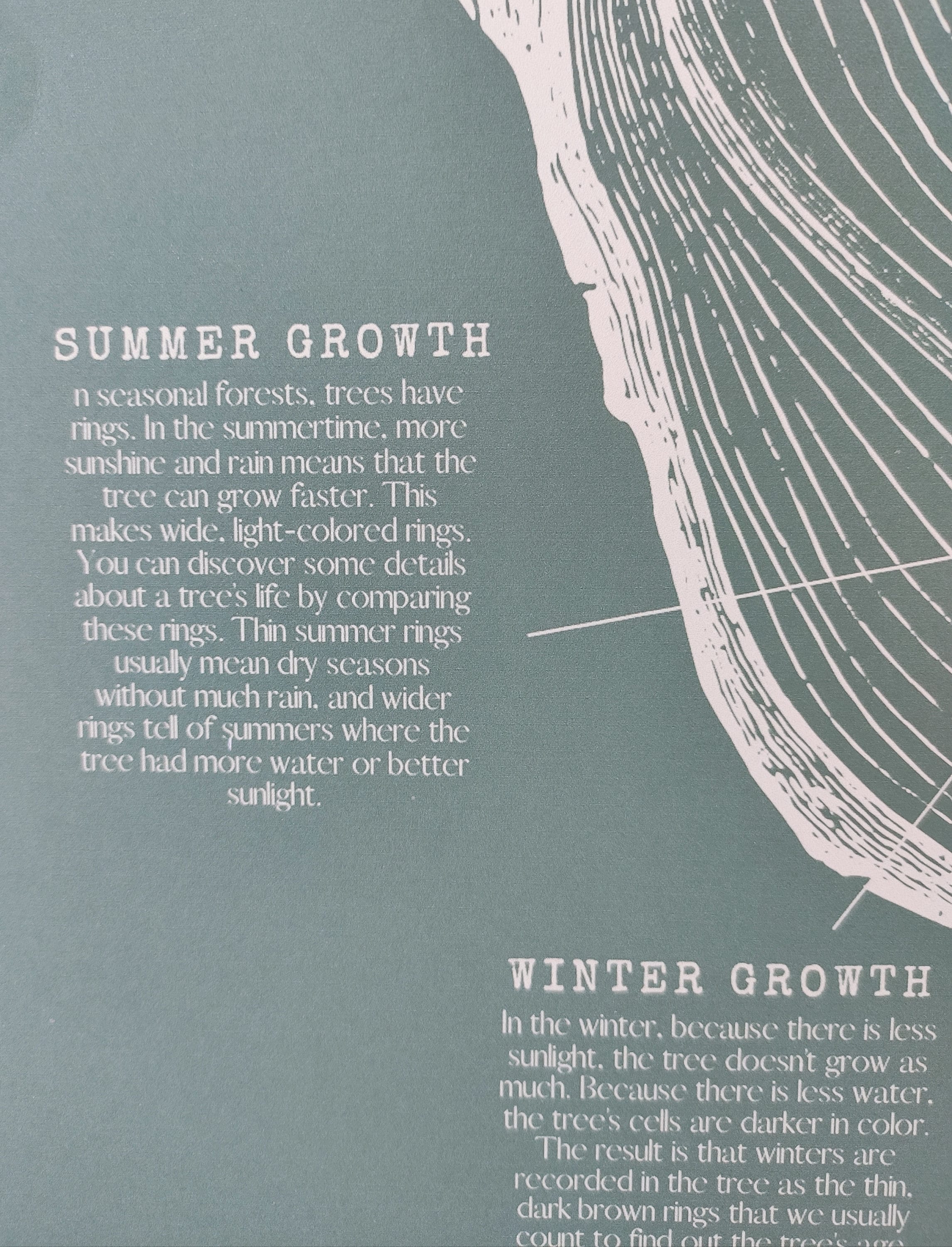 Tree Cross Section Poster Digital Download Vintage | Etsy