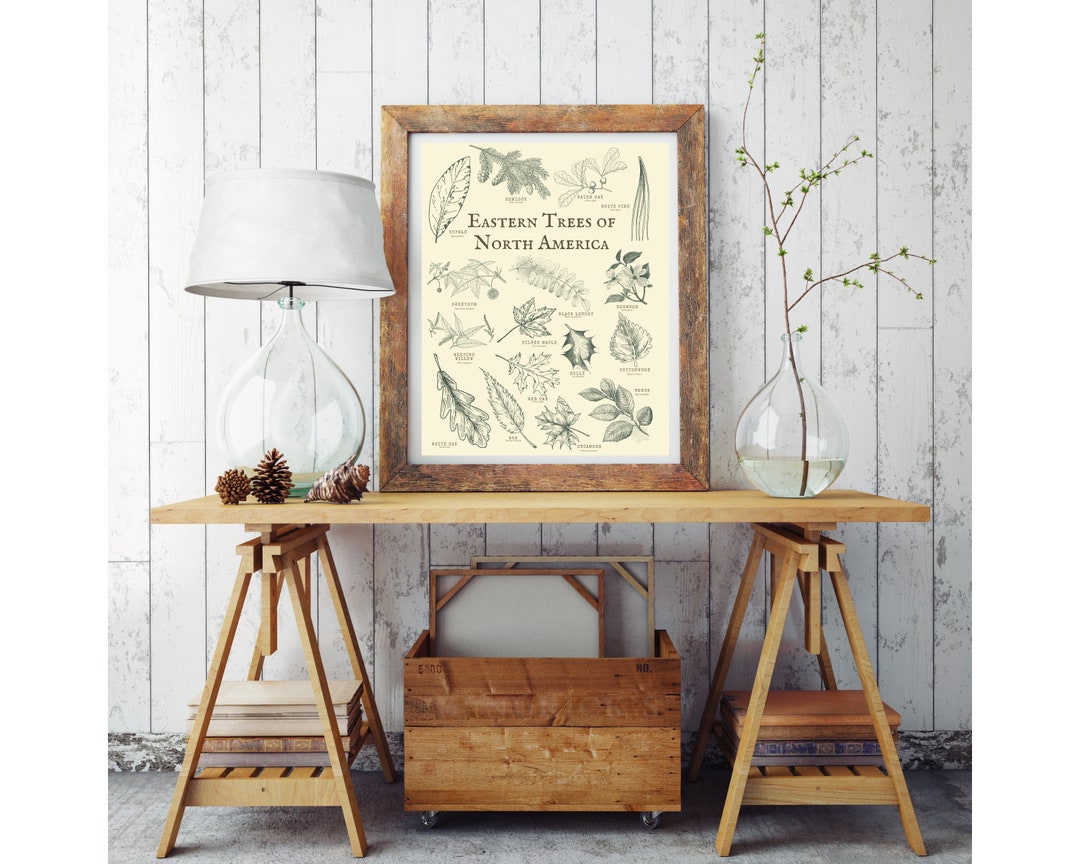 North American Tree Poster | Digital Print, Schoolroom, Botanical - Etsy