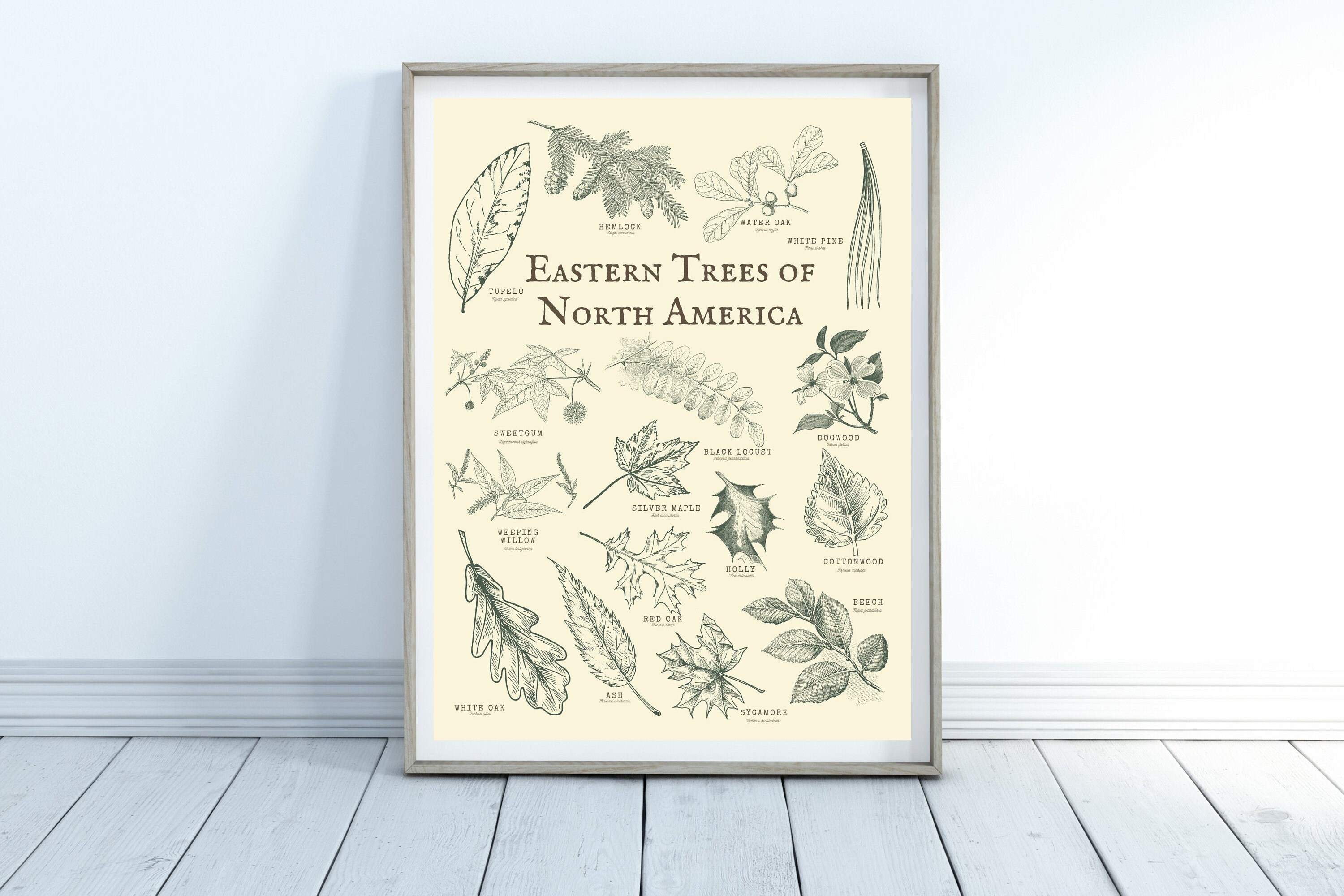 North American Tree Poster Digital Print Schoolroom | Etsy