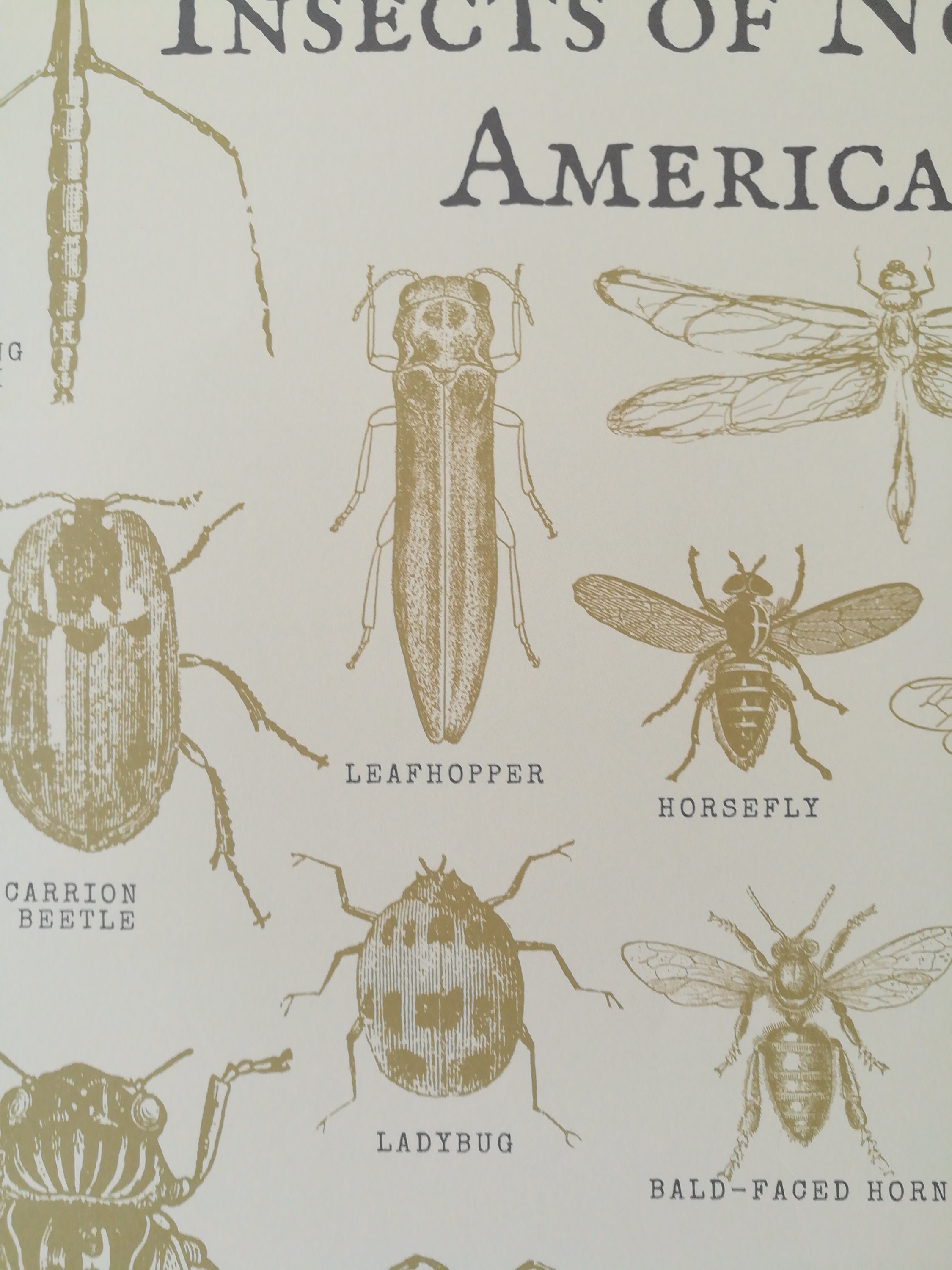 Vintage Insect Poster Digital Print Insect Schoolroom - Etsy