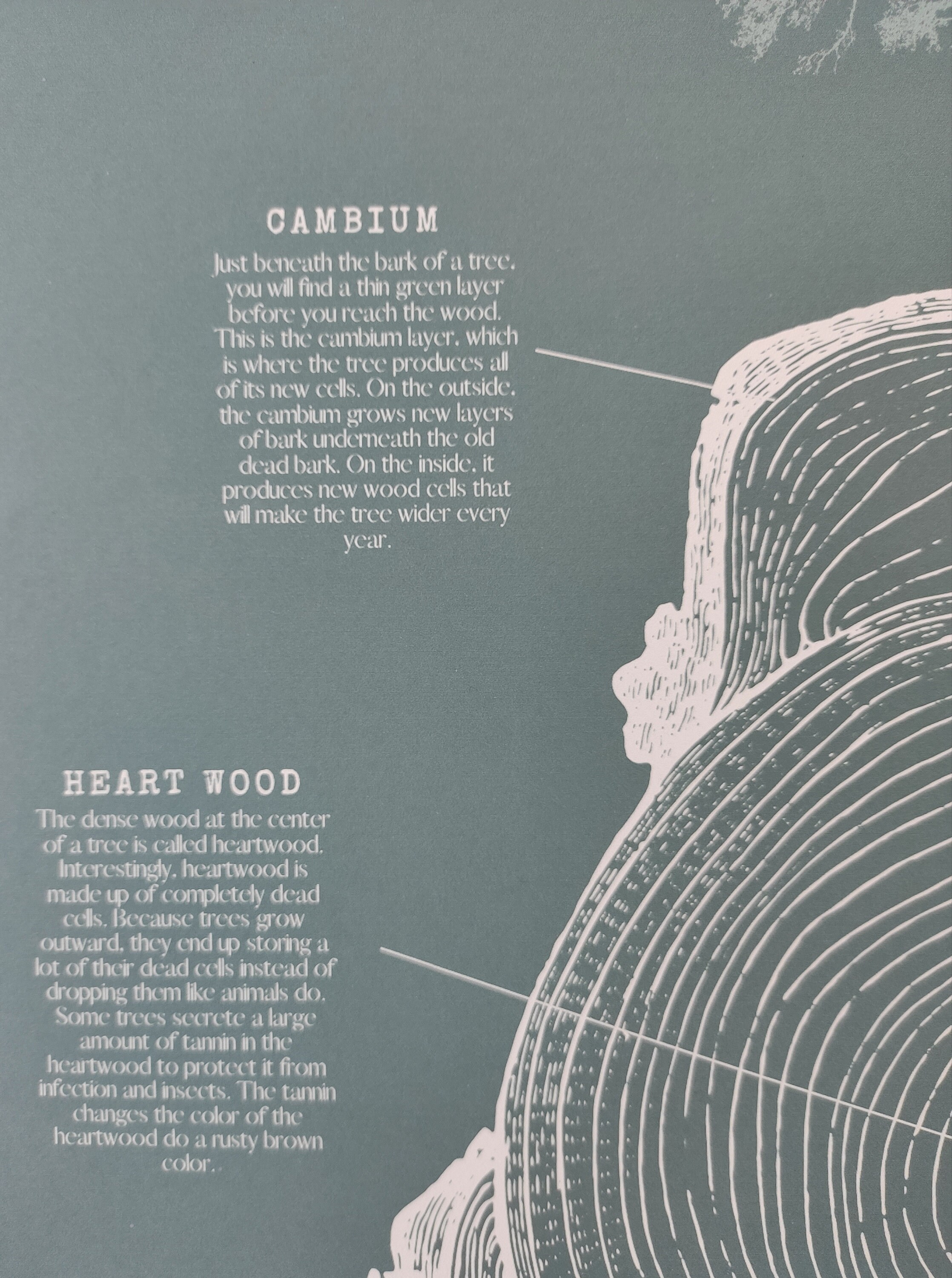 Tree Cross Section Poster Digital Download Vintage | Etsy