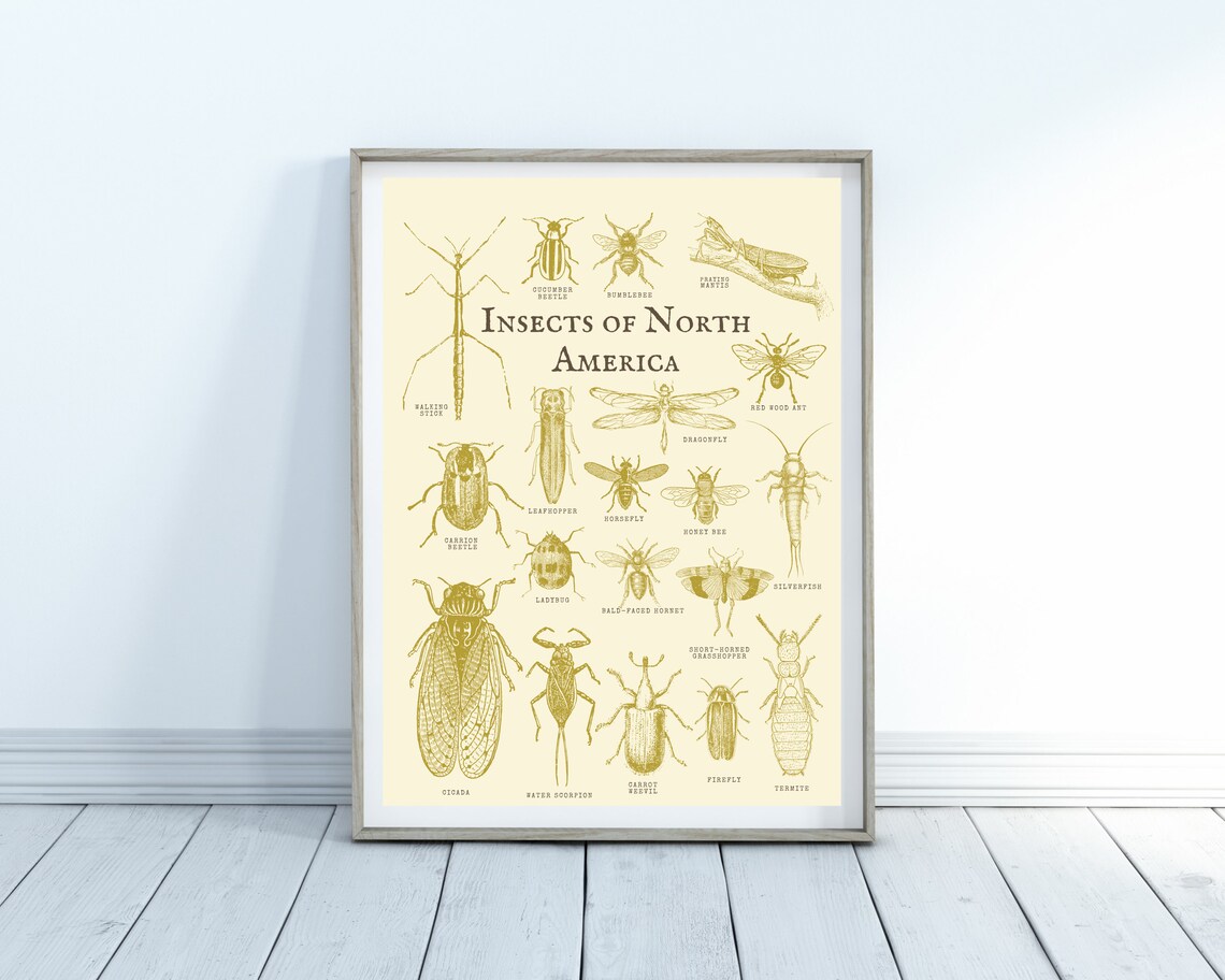 Vintage Insect Poster Digital Print Insect Schoolroom - Etsy