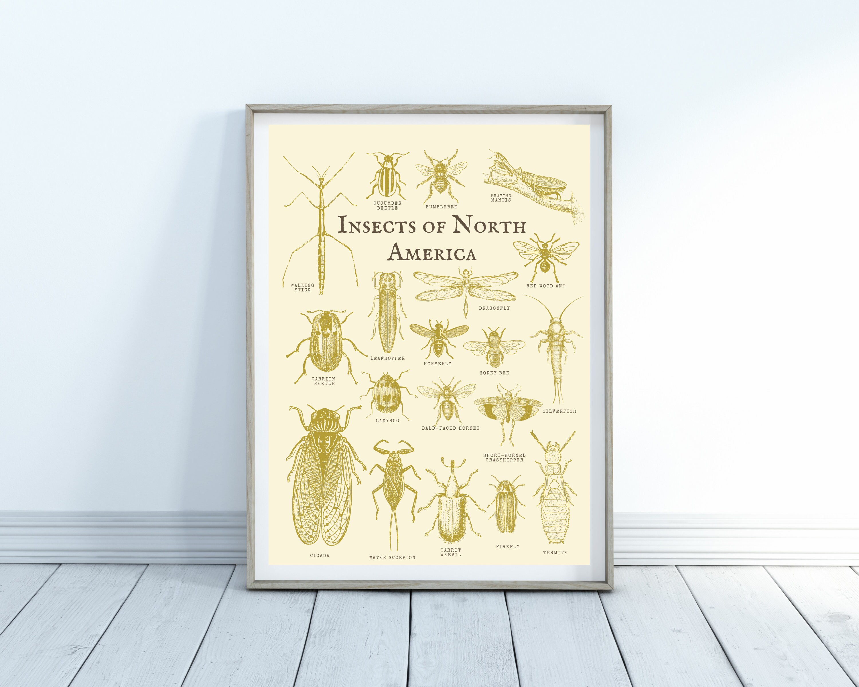 Vintage Insect Poster Digital Print Insect Schoolroom - Etsy