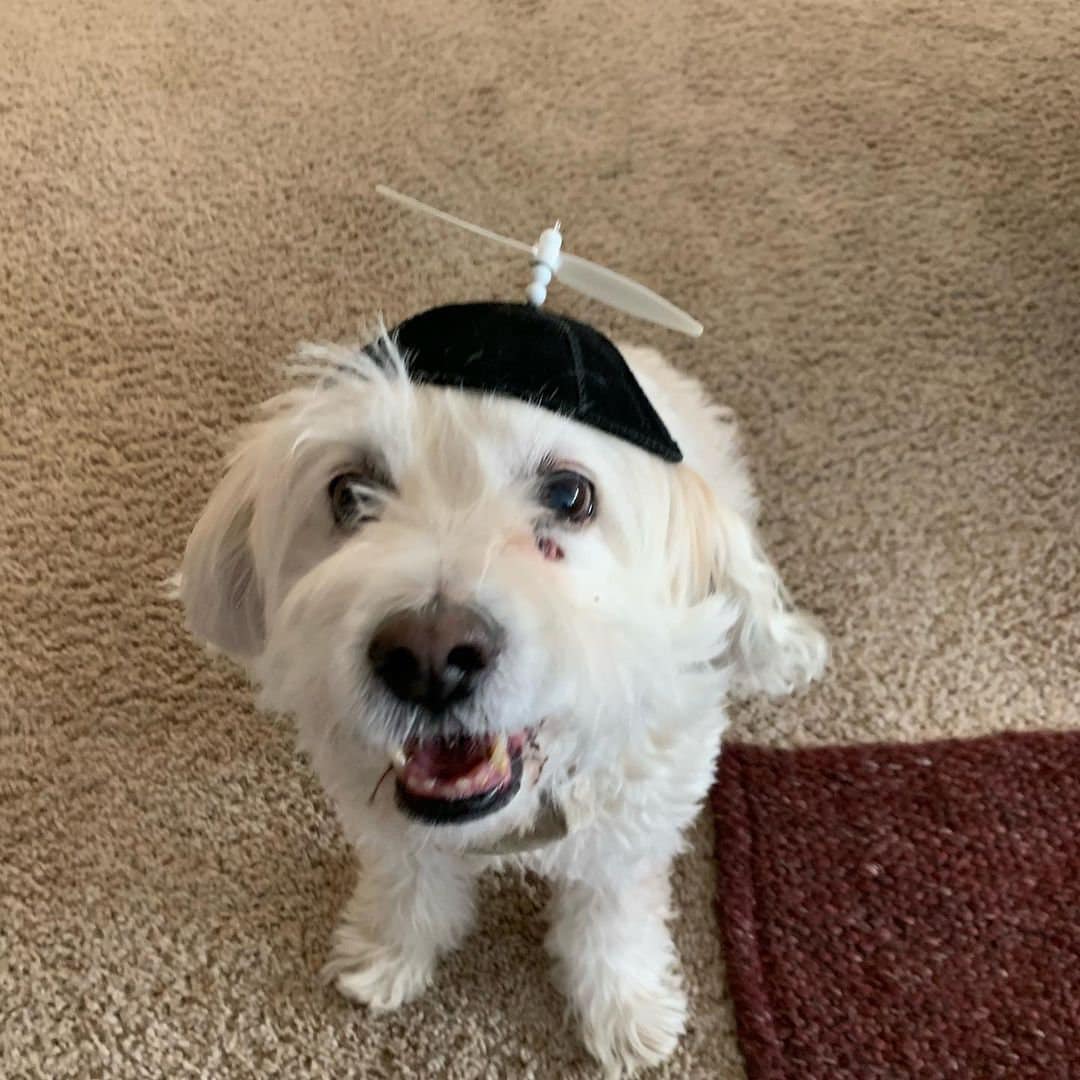 Yamakopter | Black, the Perfect Jewish Gift for Hanukkah and More! - Etsy