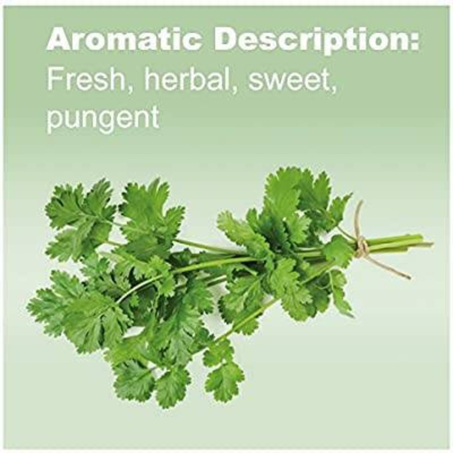 Doterra Essential Cilantro Oil - Etsy