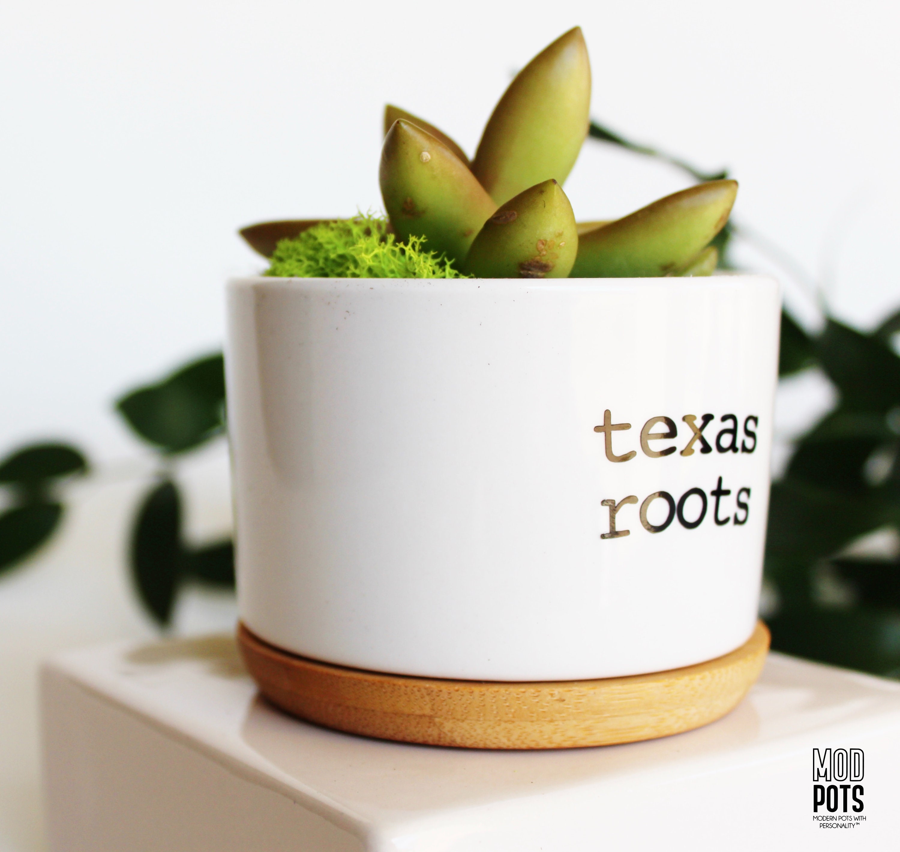 Texas Roots Texas Pride Texas Gifts Texas Gift Succulent | Etsy