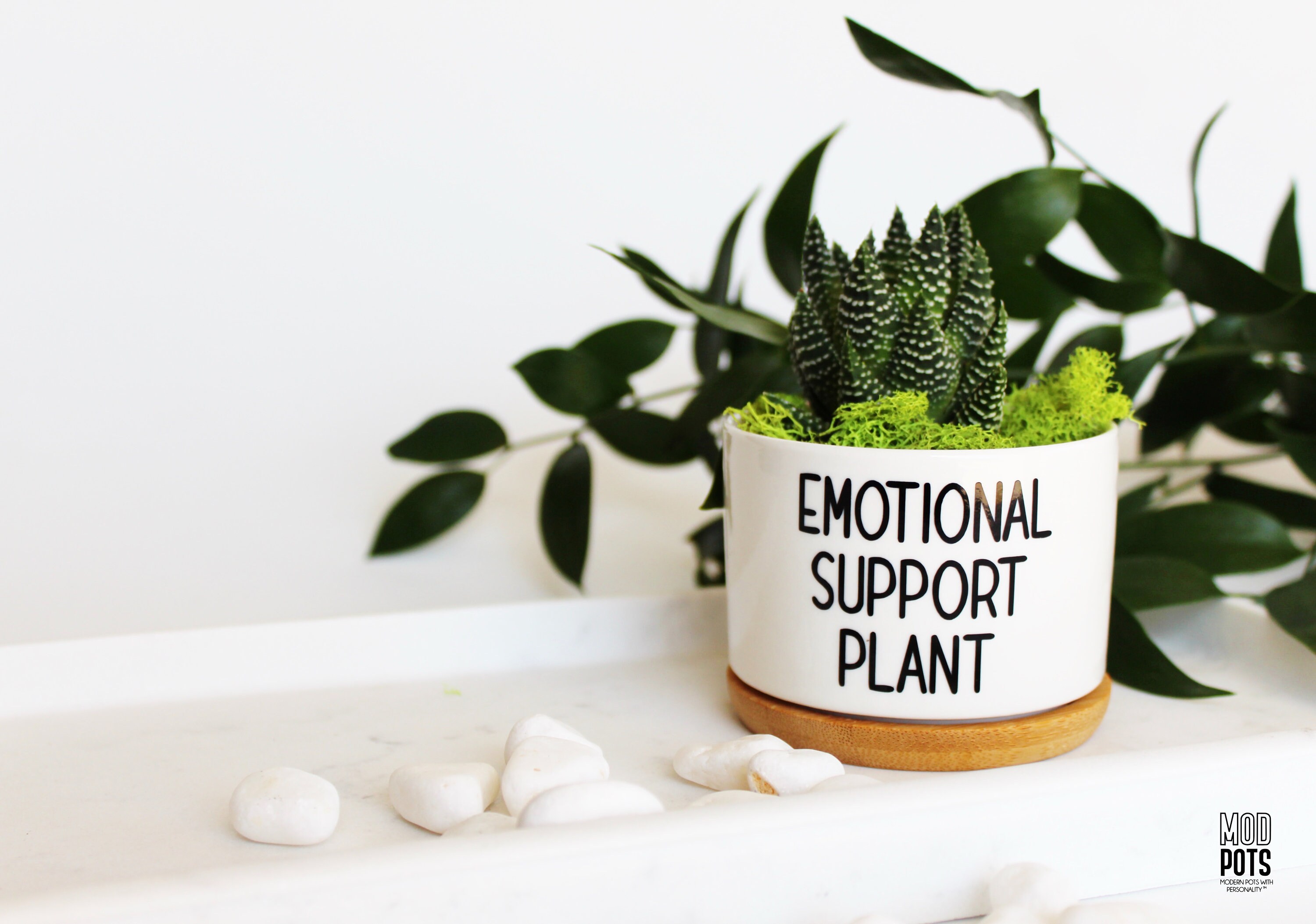 Emotional Support Plant Funny Planter Pun Pots Succulent - Etsy
