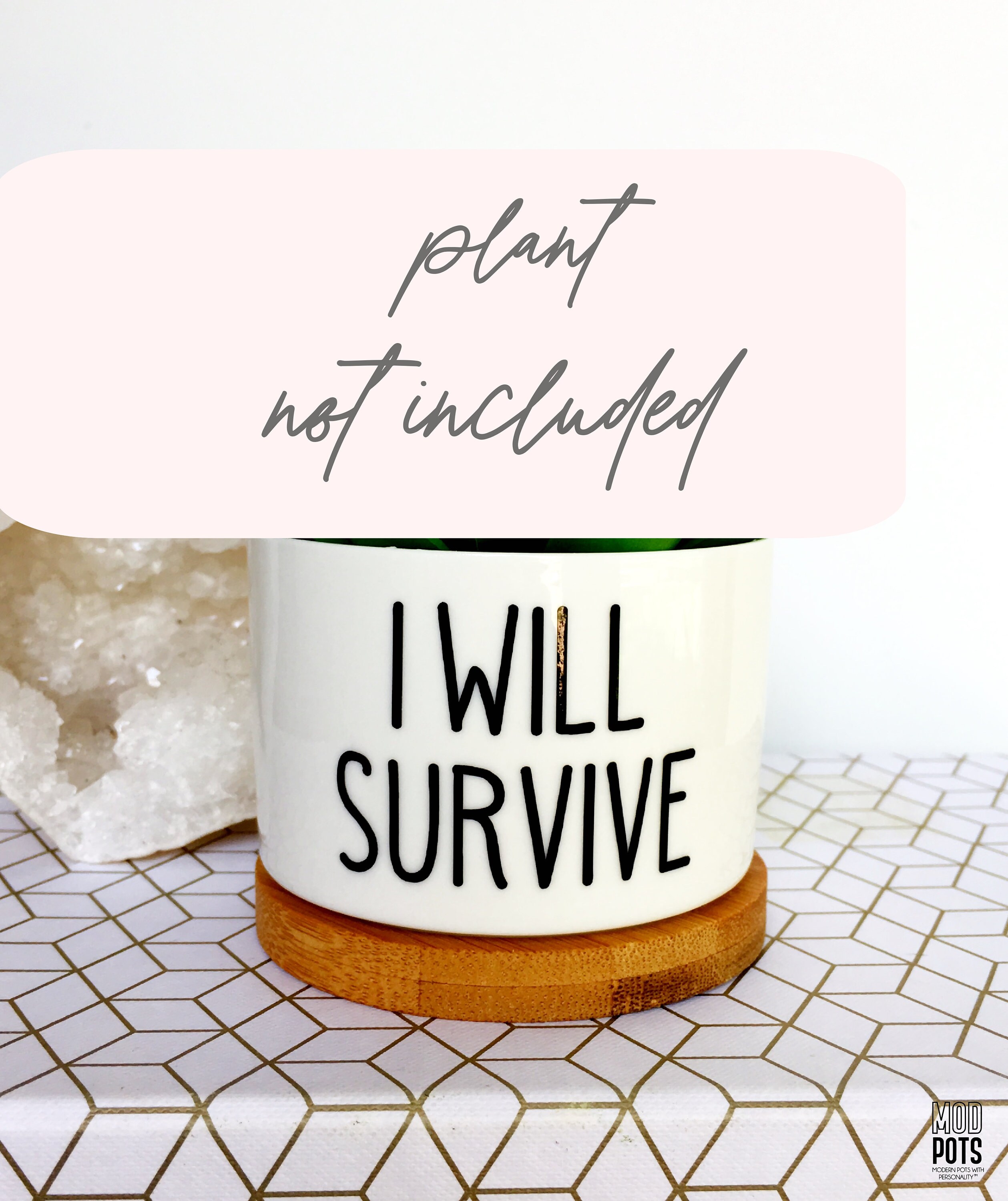 I Will Survive Funny Planter Succulent Planter Best Friend - Etsy