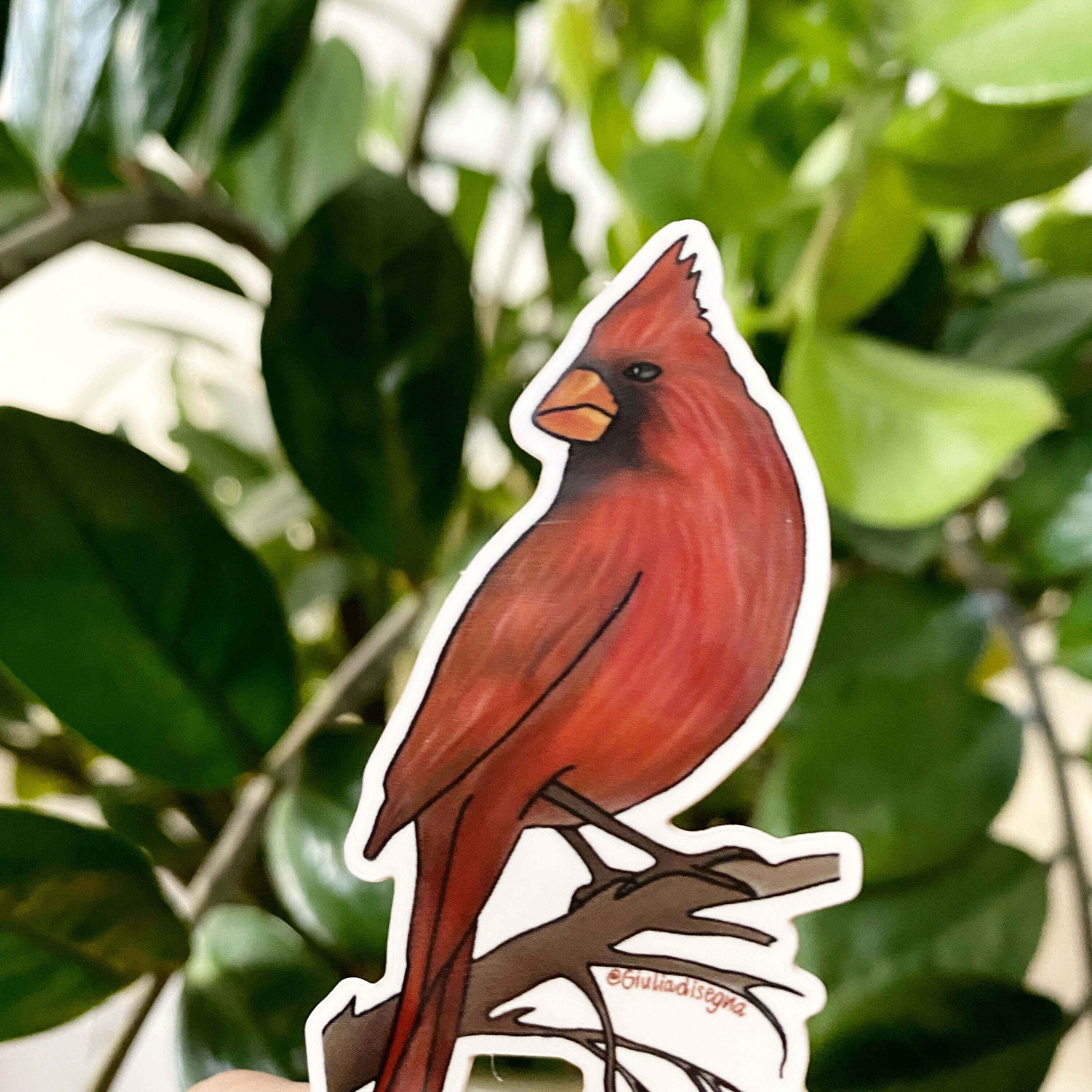 Red Cardinal Bird Glossy Sticker Waterproof Gift | Etsy