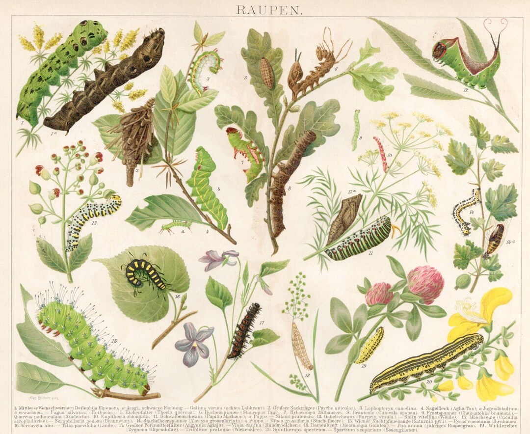Caterpillars, Beautiful Graphic Based on the 1892 Original – Digital ...