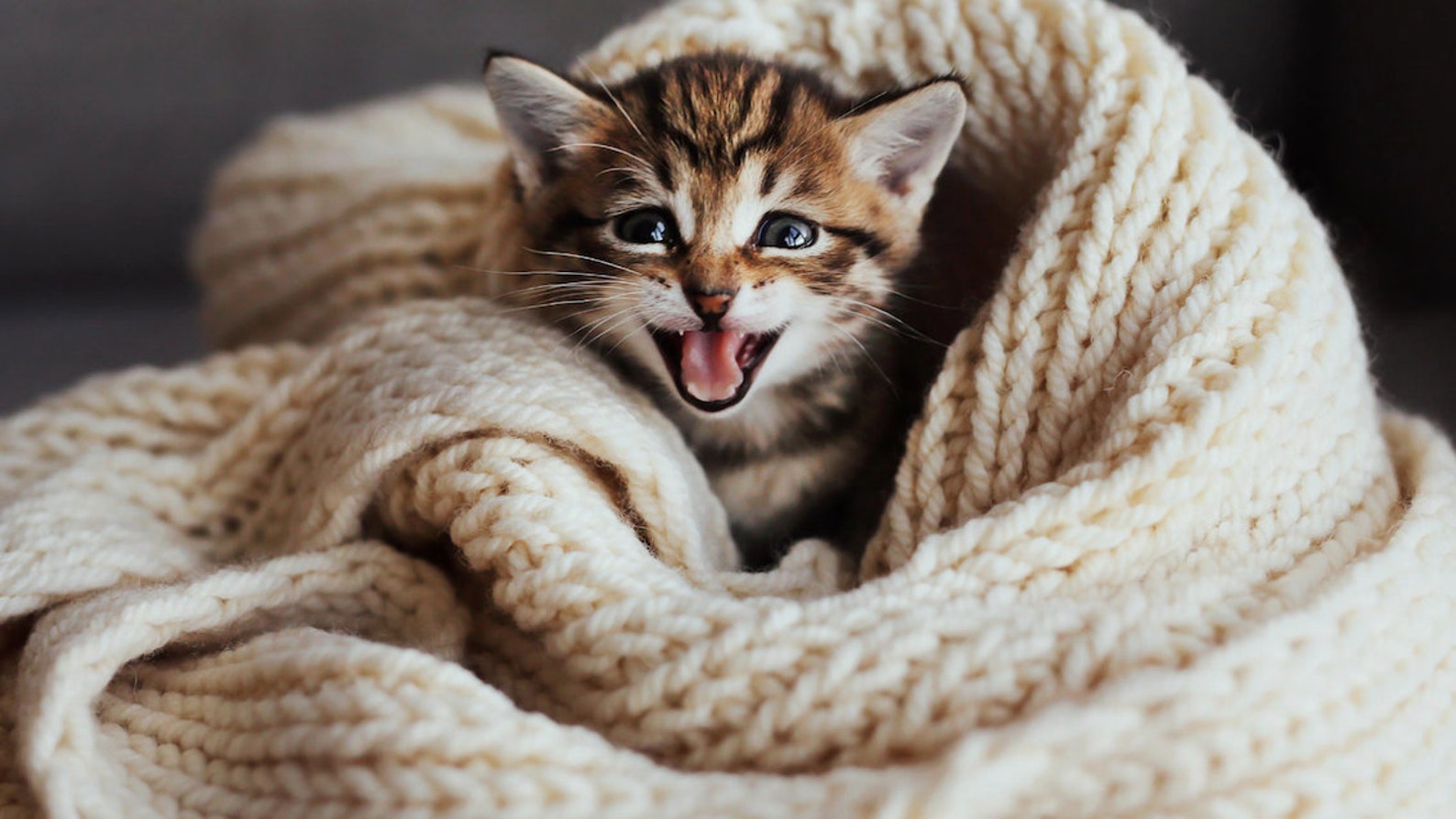 Zoom Cute Cats Background 5-pack #1 - High Quality Zoom Background ...