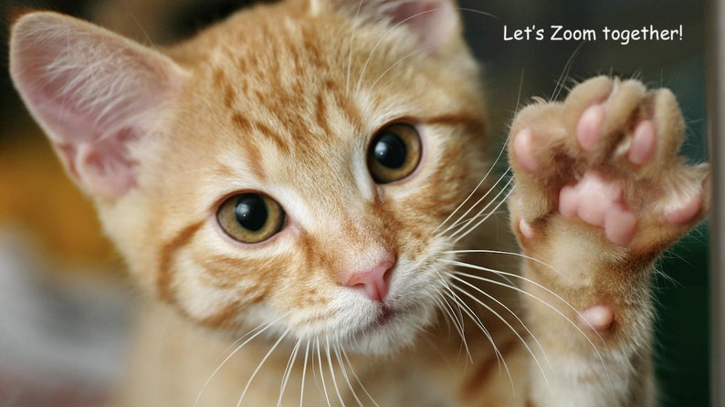 Zoom Cute Cats Background 5-pack #1 - High Quality Zoom Background ...