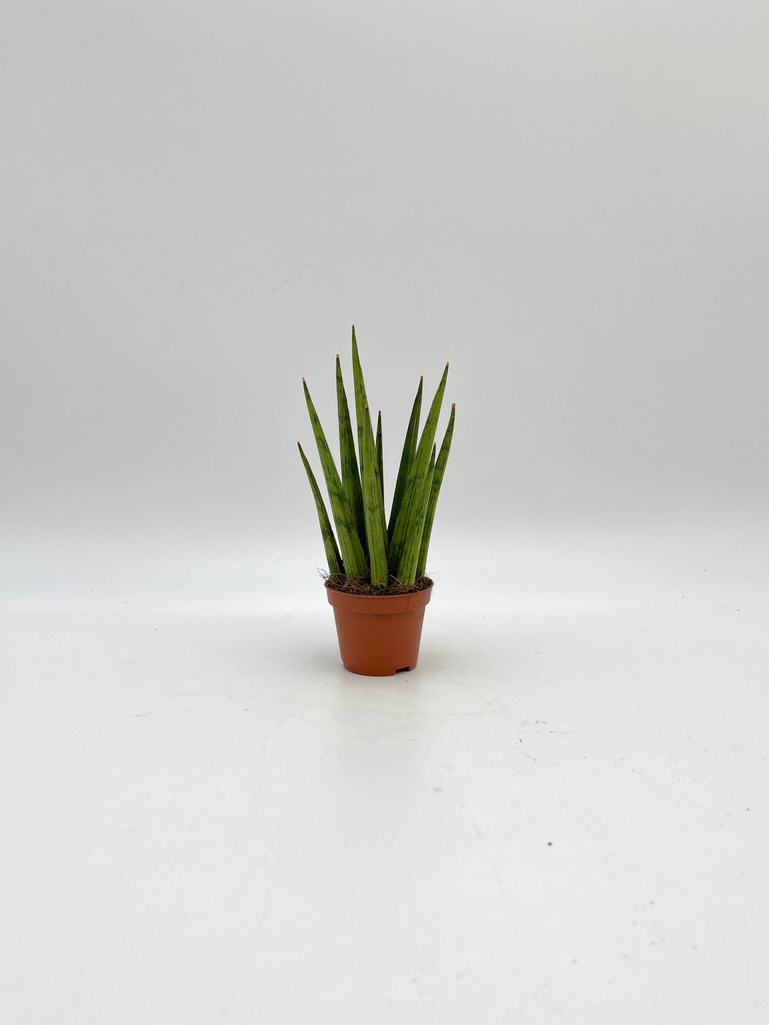 Sansevieria Cylindrica Rocket Snake Plant 6cm - Etsy UK