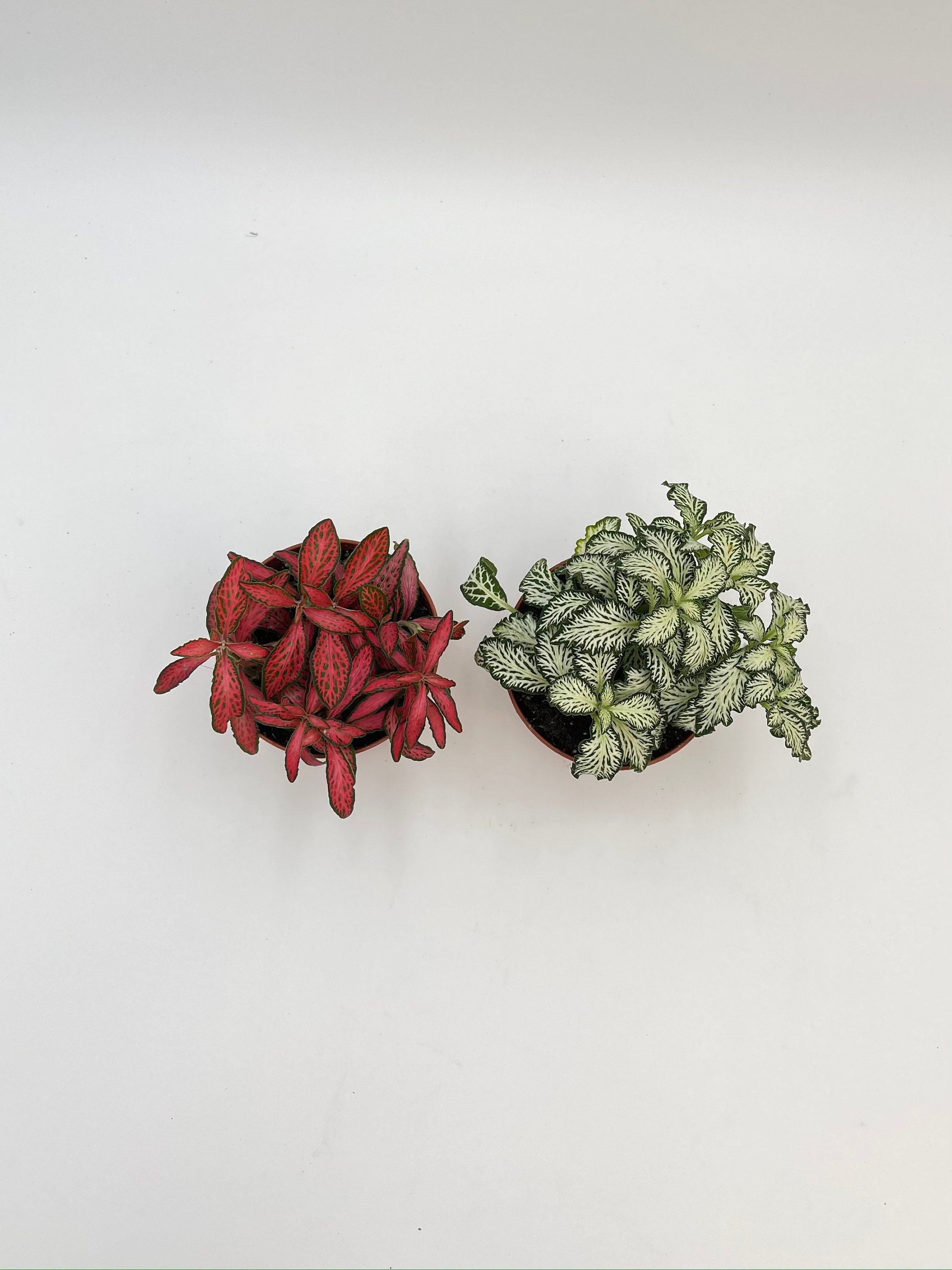 Fittonia Red and Green Mosaic Plant Bundle, Nerve Plant Mix (8cm Pot ...