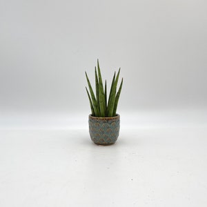 Sansevieria Cylindrica Rocket, Snake Plant, 6cm, Mother-in-law's Tongue ...
