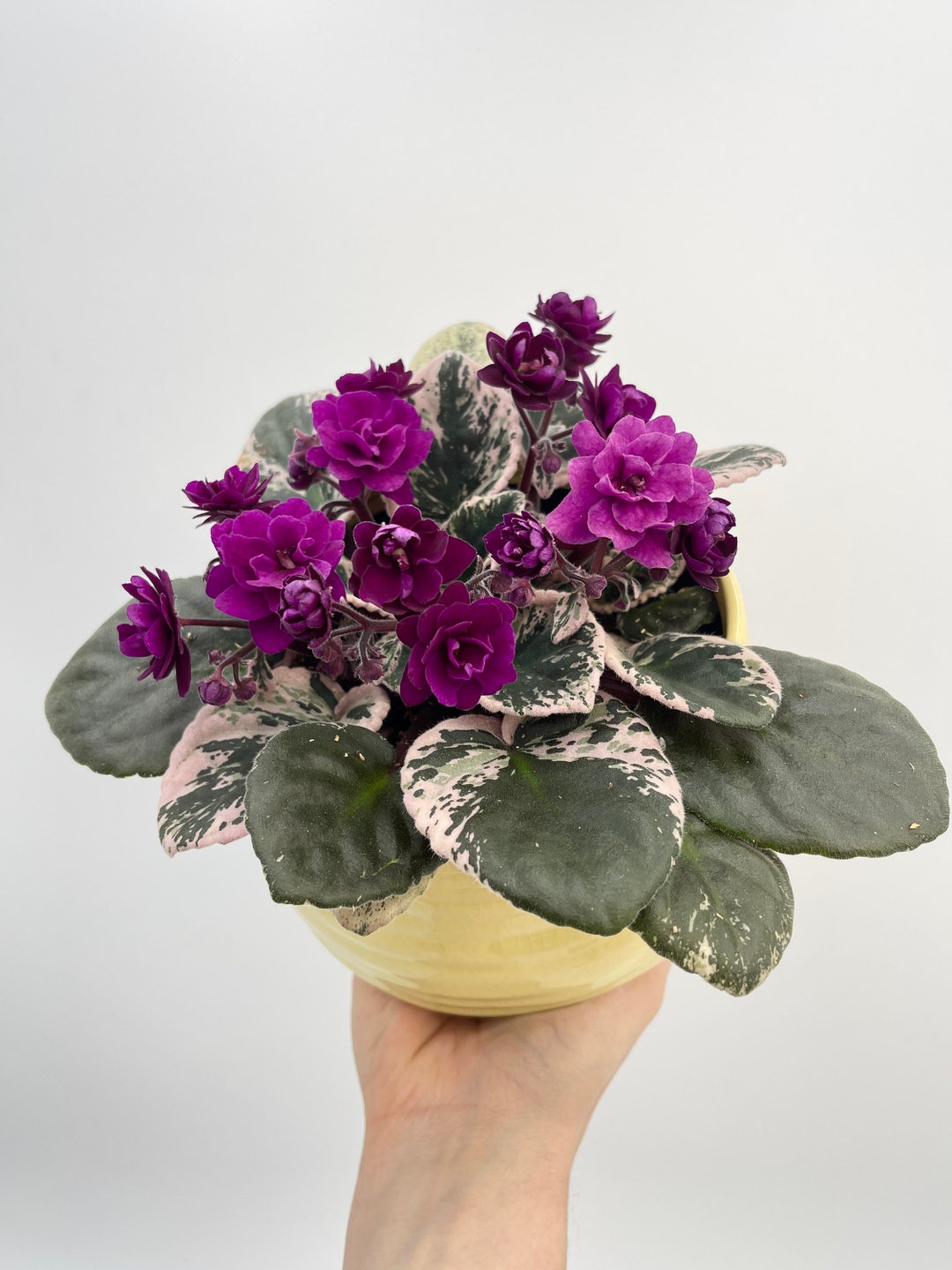 Rare Variegated African Violet Plant Saintpaulia Hovariagata in 12cm ...