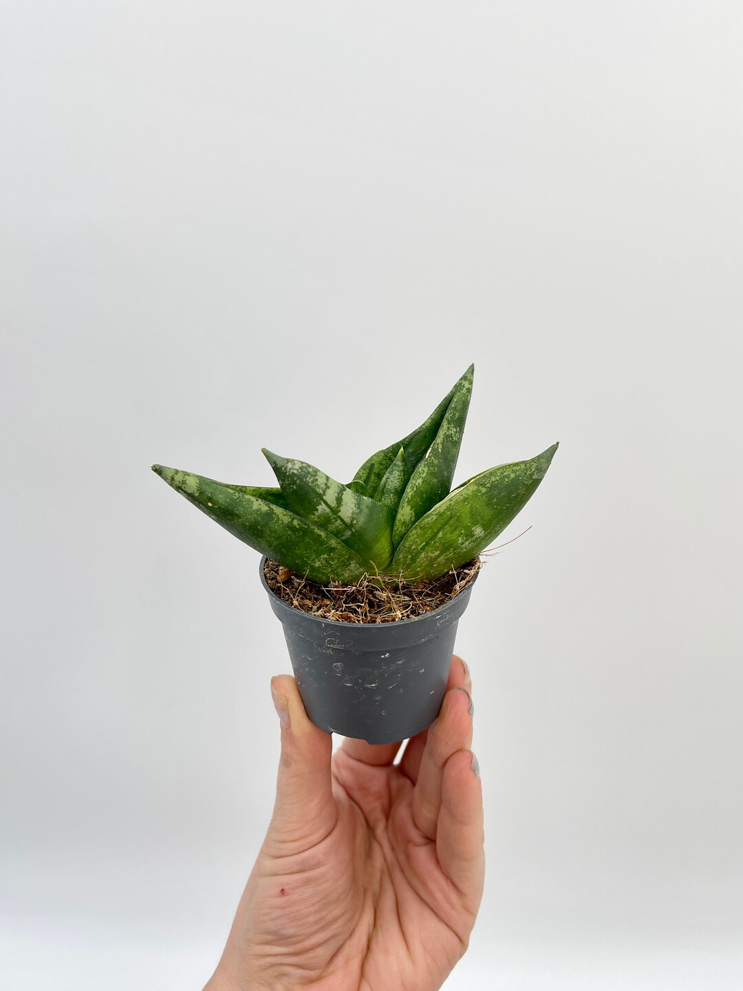 Sansevieria Boncellensis, Starfish Sansevieria, Snake Plant, Rare ...