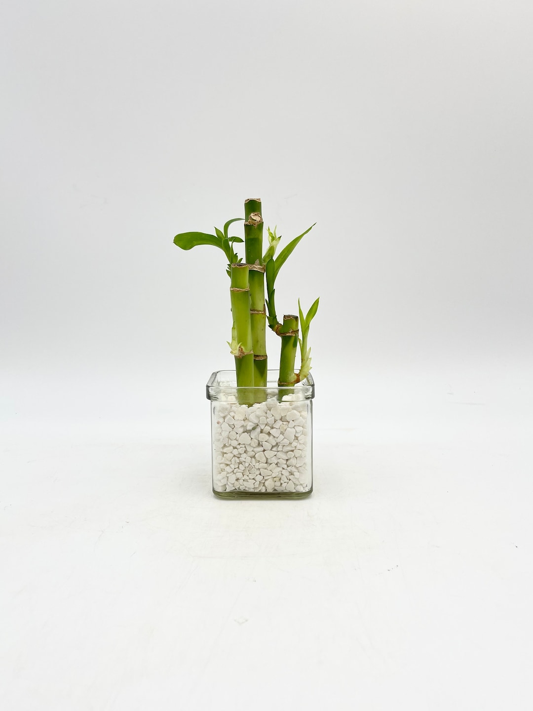 Lucky Bamboo Arrangement in Glass Vase, White Gravel, Feng Shui Gift ...