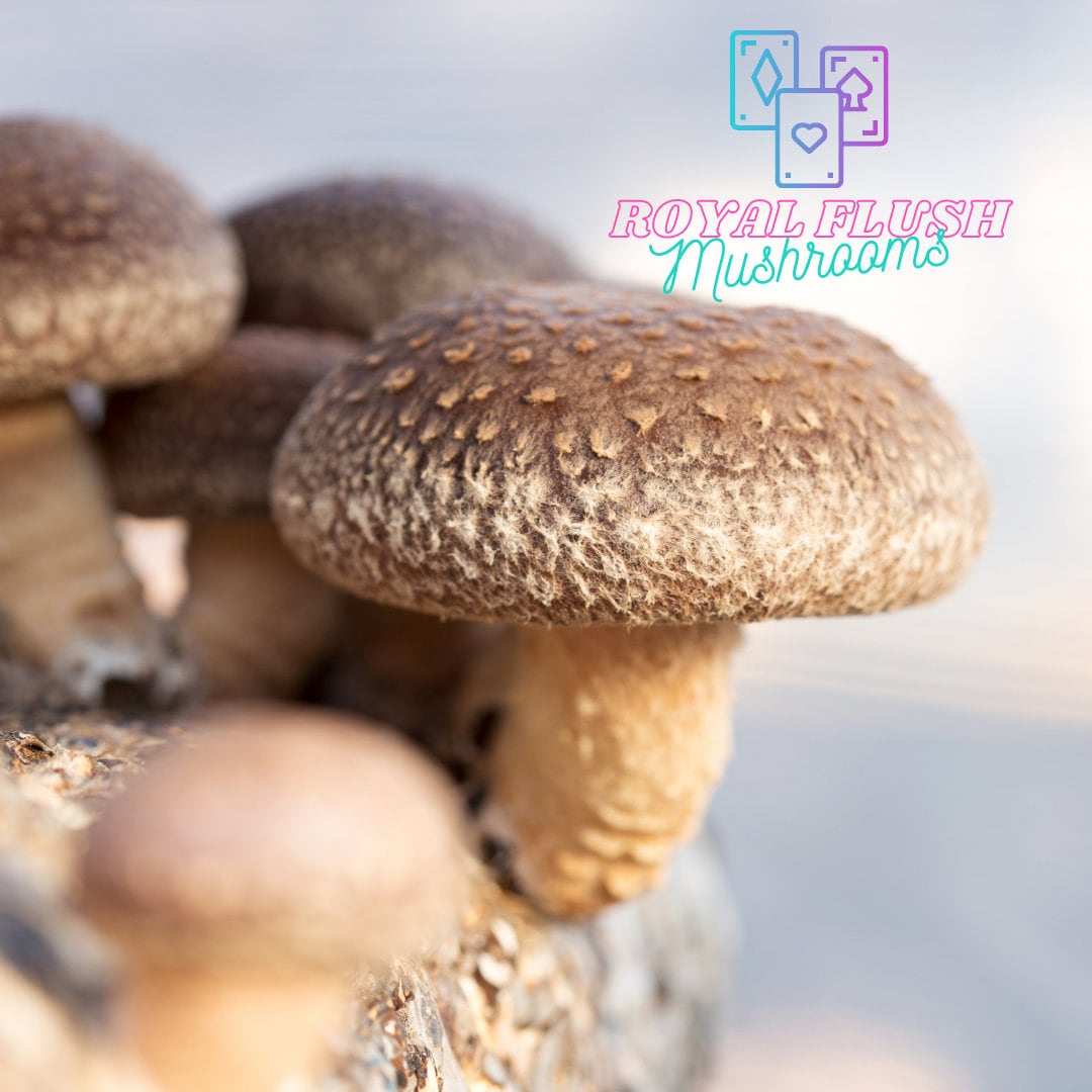 Mushroom Plug Spawn Dowels - Etsy