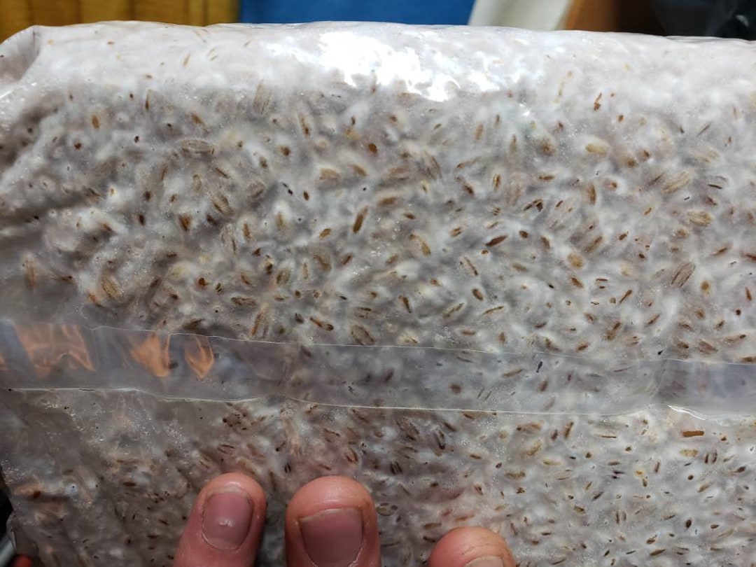 4pack of 4lb. Grain Spawn Bags - Choose From 30 Commercial Strains - Etsy