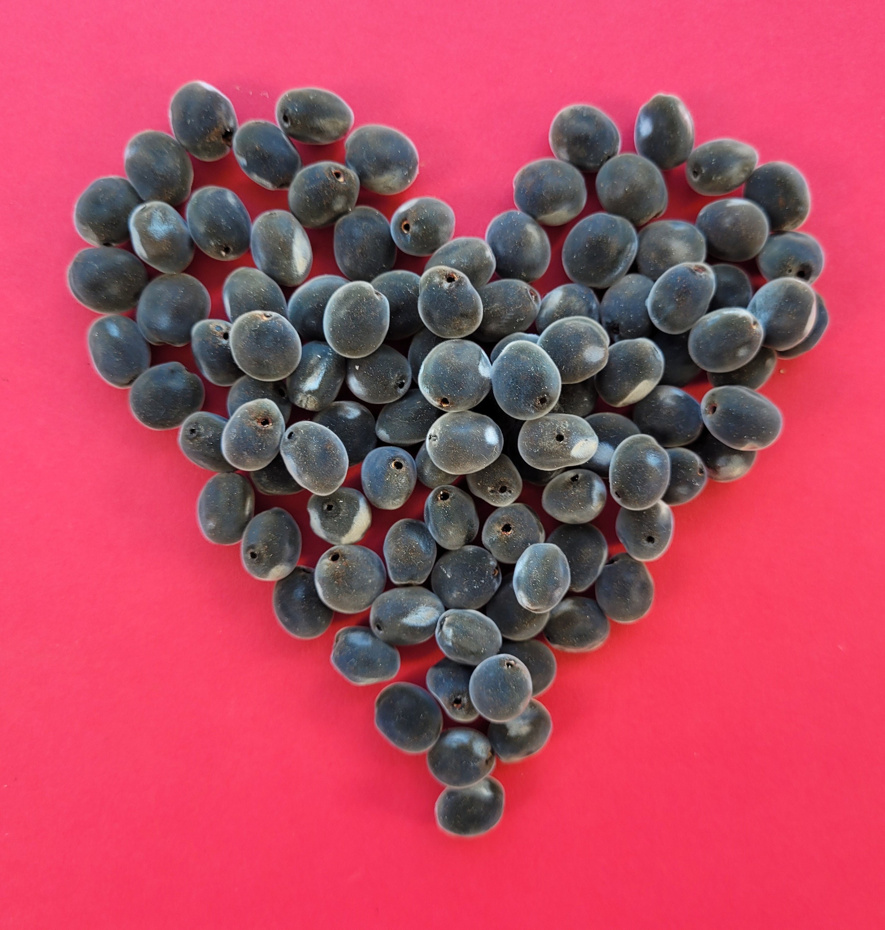 Drilled Mgambo Seeds - 100 Loose in Bag - Etsy