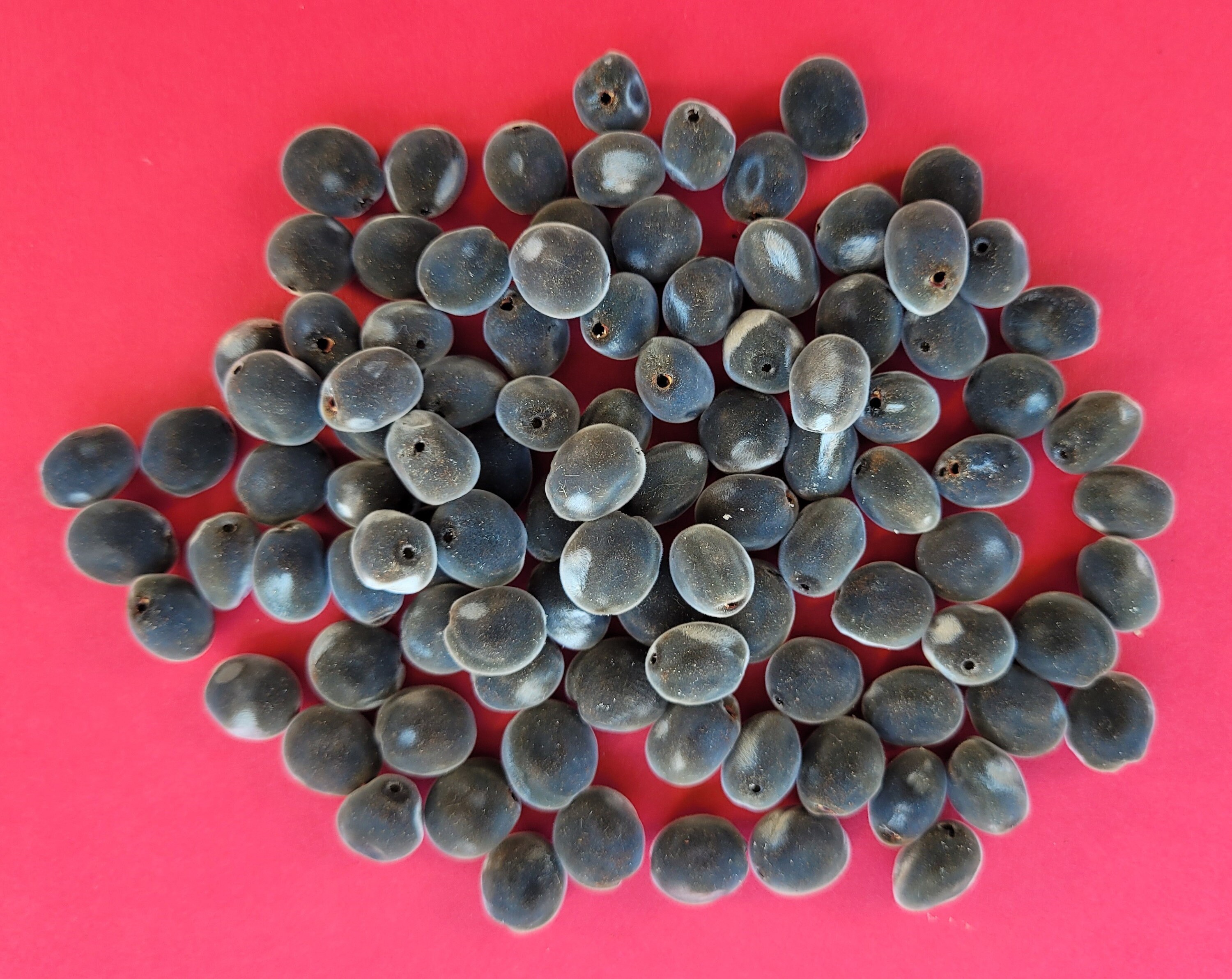 Drilled Mgambo Seeds - 100 Loose in Bag - Etsy