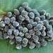 Mgambo Seeds Undrilled - Etsy