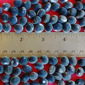 Mgambo Seeds Undrilled - Etsy