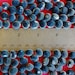 Mgambo Seeds Undrilled - Etsy