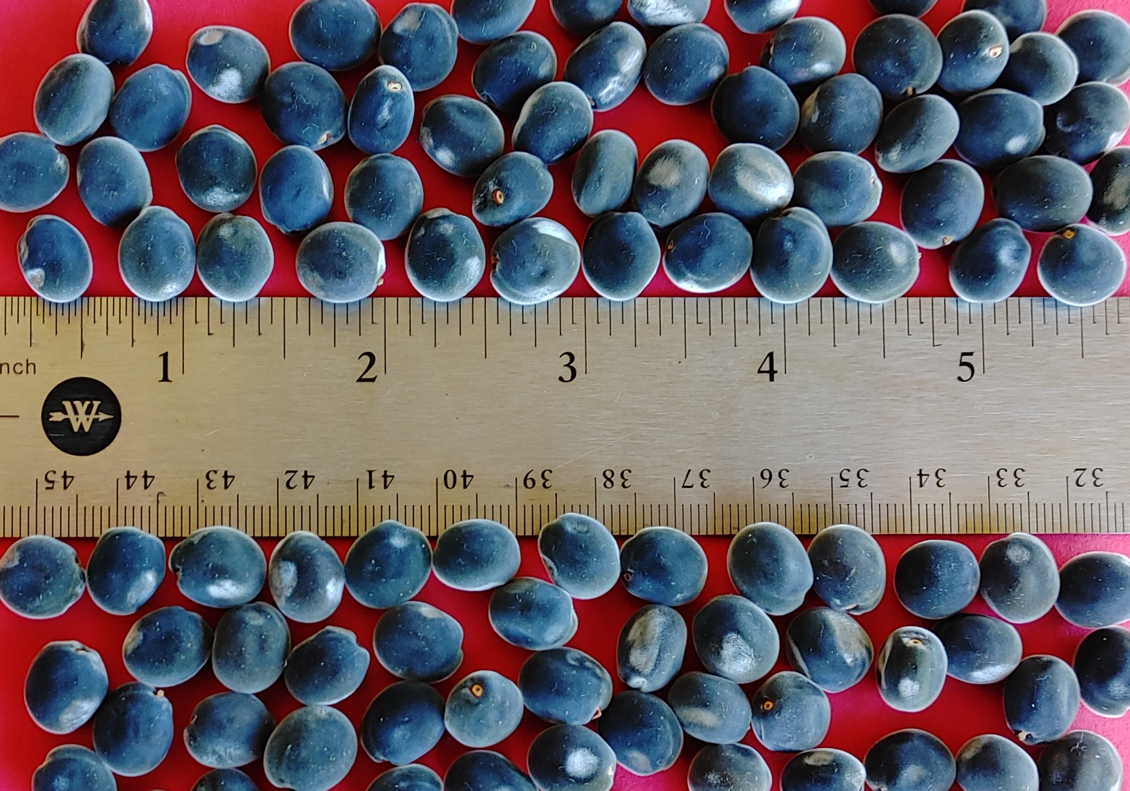 Mgambo Seeds Undrilled - Etsy