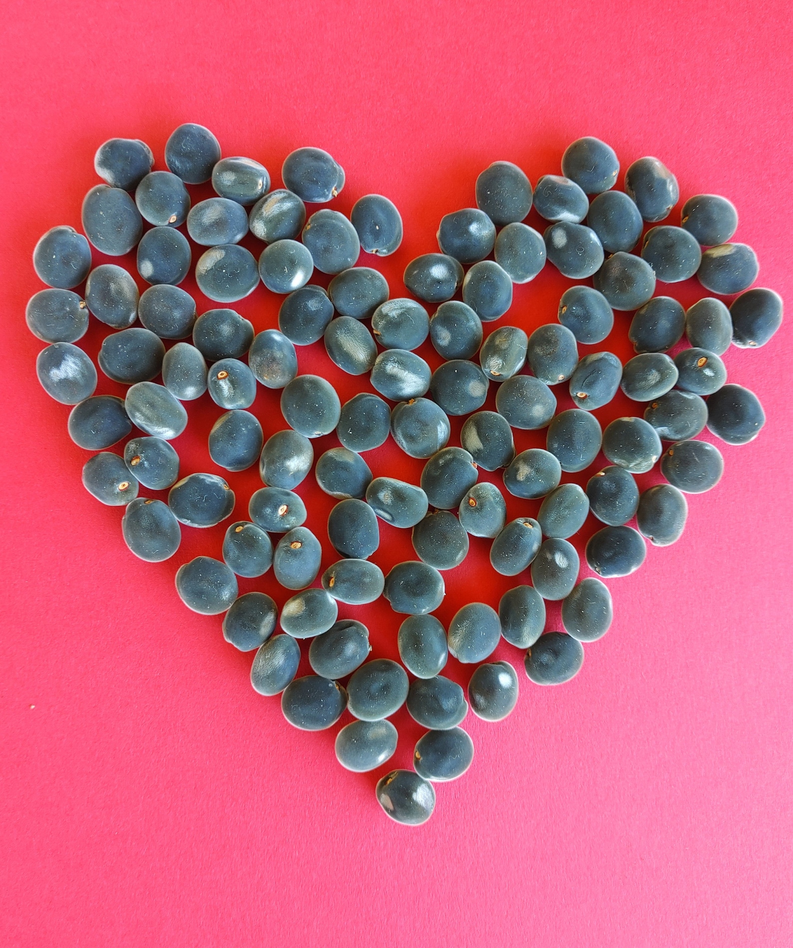 Mgambo Seeds Undrilled - Etsy