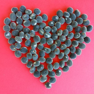 Mgambo Seeds Undrilled - Etsy