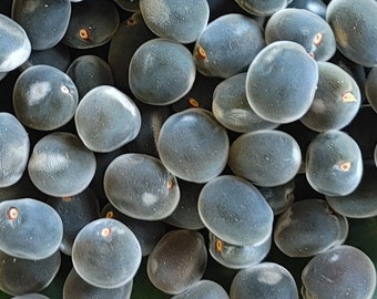 Black Pearl Tree, Majidea Zangueberica, 5 Seeds, Mgambo, Showy Tree ...