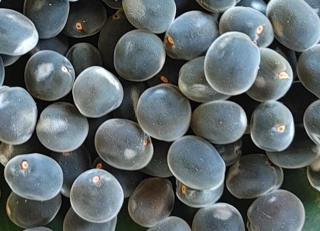 Mgambo Seeds Undrilled - Etsy