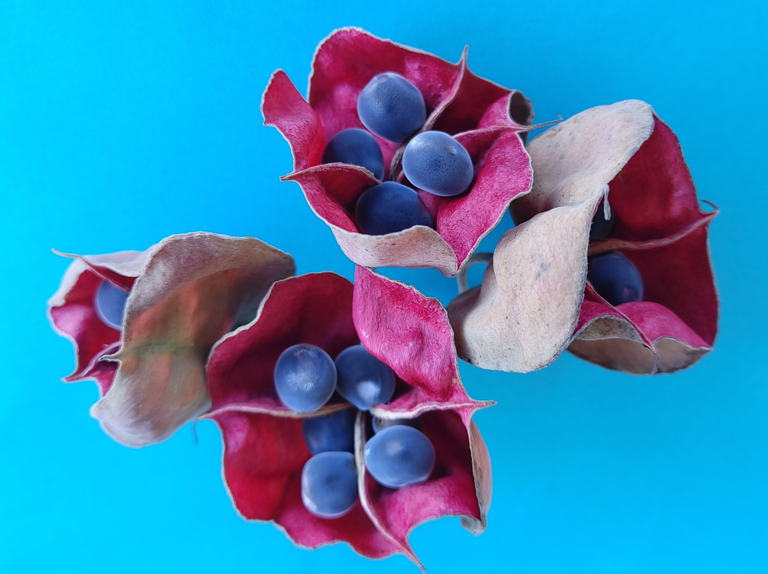 Mgambo Seeds Undrilled - Etsy