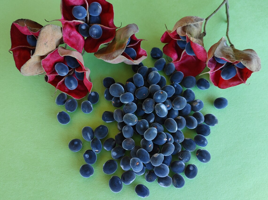 Mgambo Seeds Undrilled - Etsy