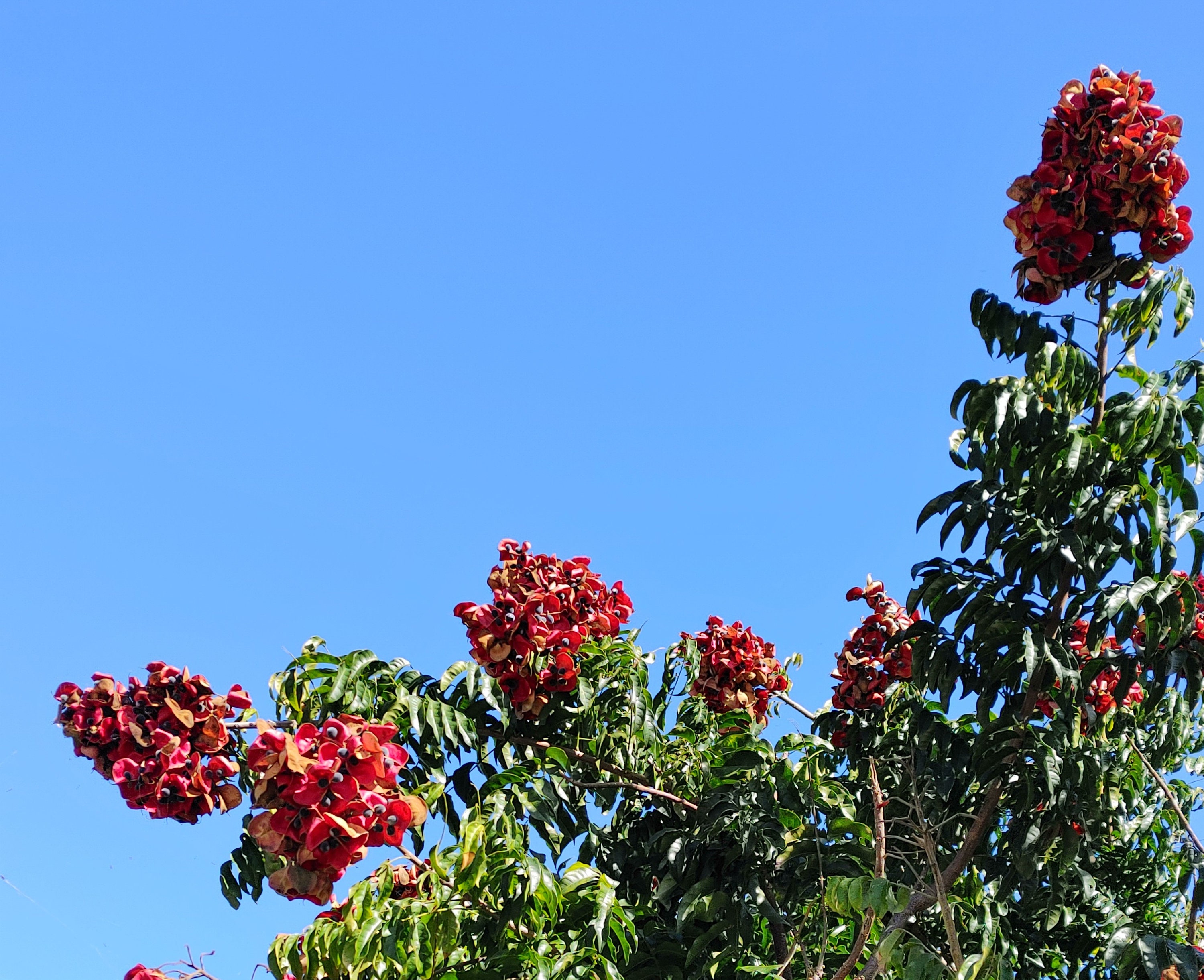 Mgambo Seeds Undrilled - Etsy