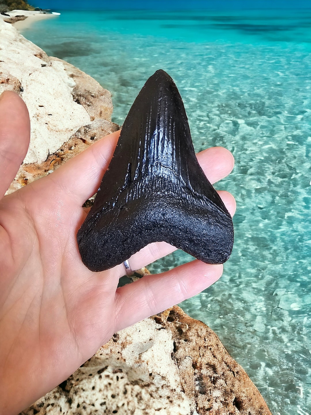Megaladon Magnet - Etsy