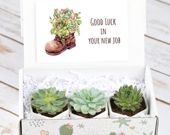Good Job Gift Box - Etsy
