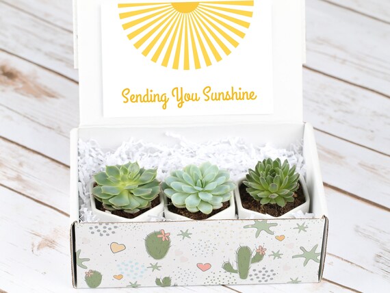 Sending You Sunshine Set of 3 Succulents Gift Idea Thinking of You Friendship Gift Send a Gift Custom Gift Gift Ideas for Sister Etsy