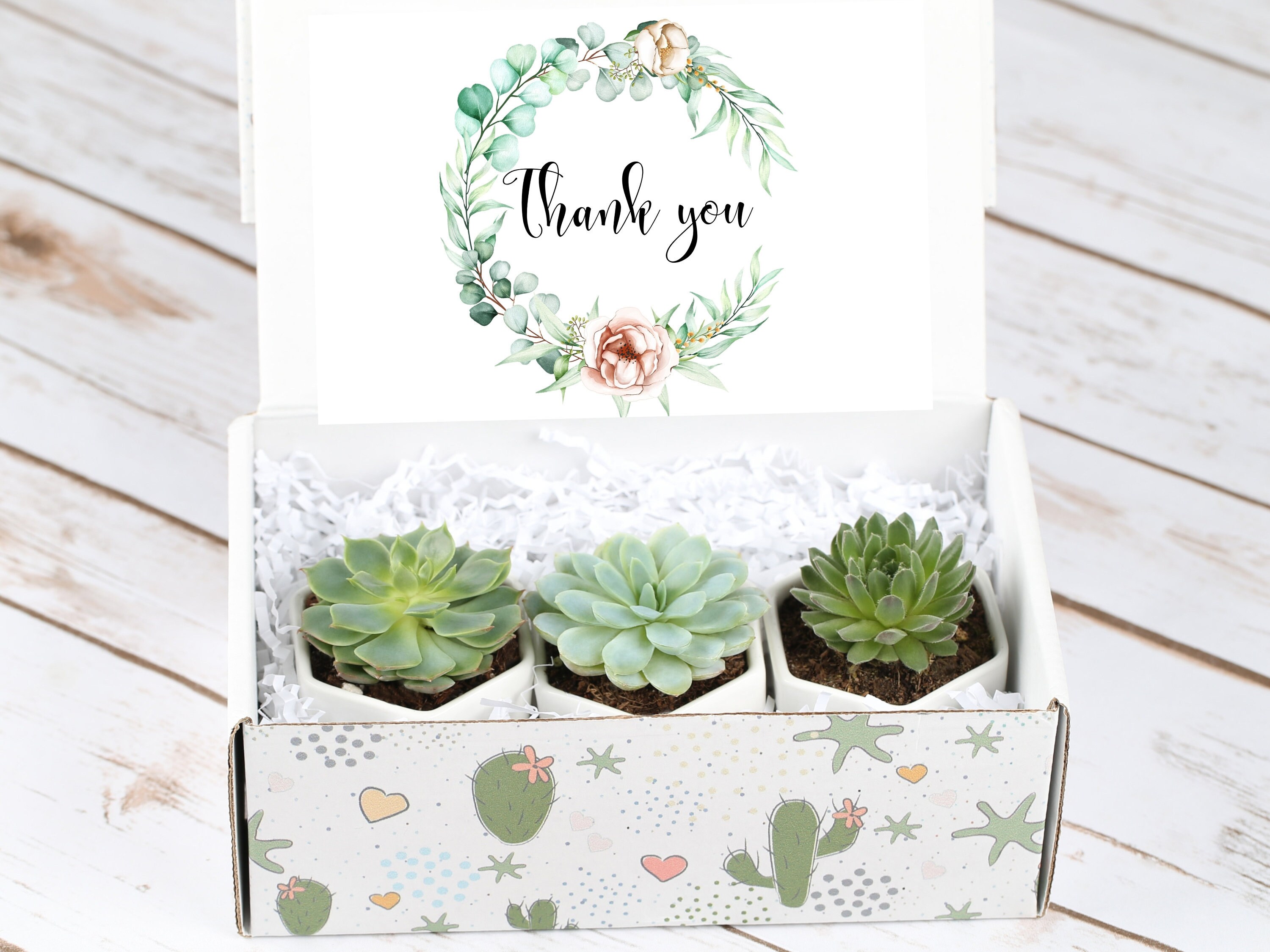 Appreciation Gift- Thank You Gift Box- Live Plants- Customer ...