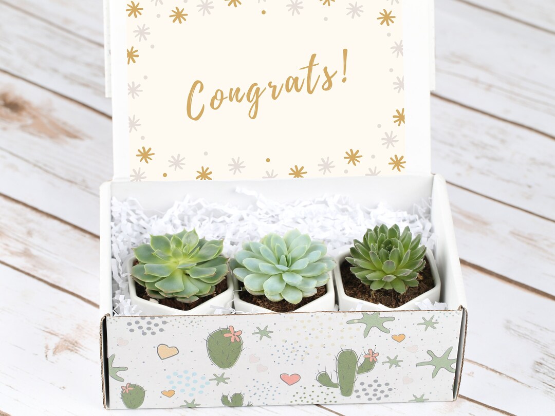 Congratulations Set of 3 Succulents in Gift Box Live Plants Gift Set ...