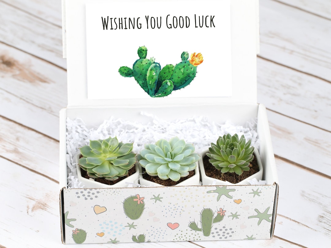 Good Luck Gifts- Set of 3 Succulents- Best of Luck Box- Natural ...