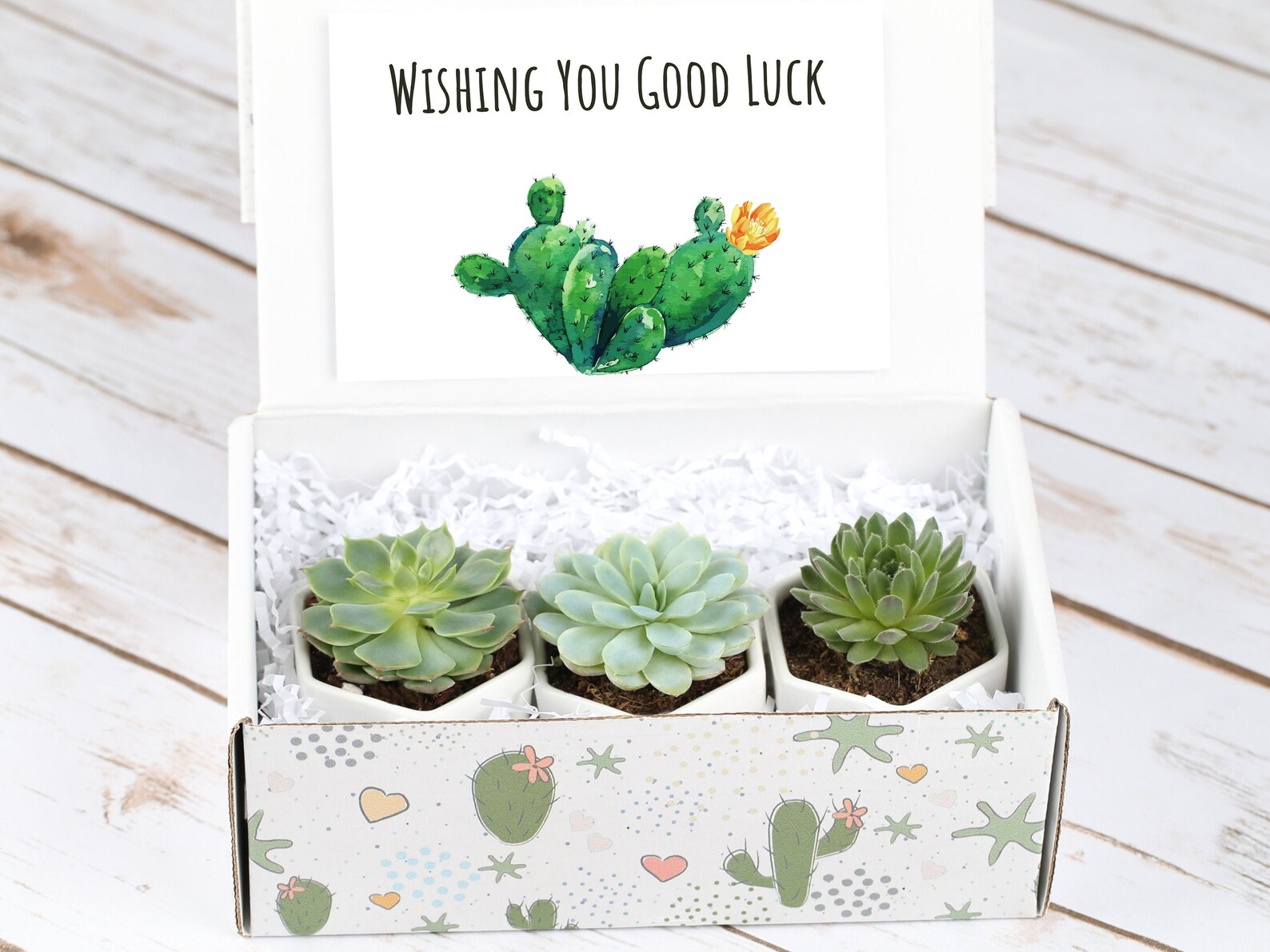 Good Luck Gifts Set of 3 Succulents Best of Luck Box - Etsy