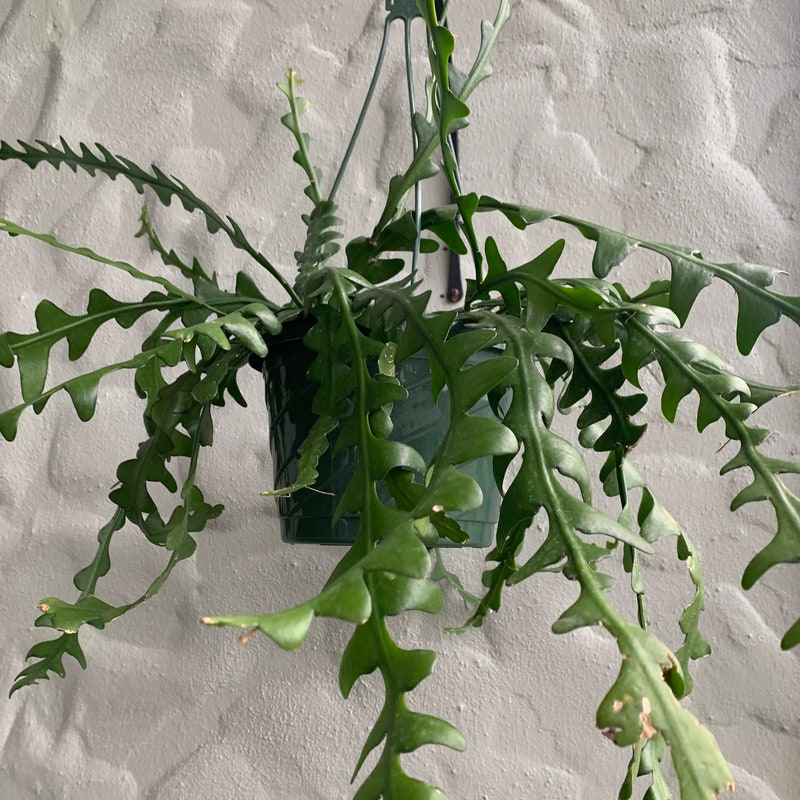 Ric Rac Cactus - Etsy