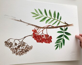 Rowan Botanical Print - Etsy