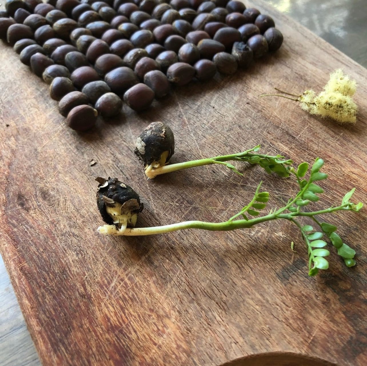 Texas Ebony Seeds - Etsy