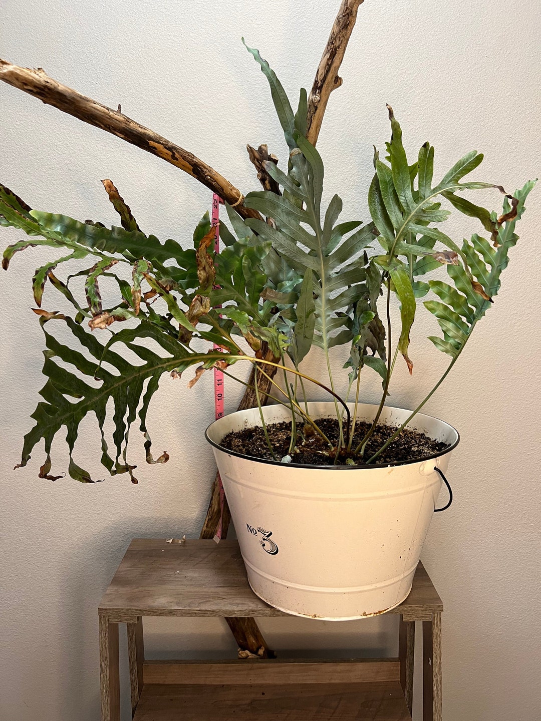 Phlebodium Aureum Blue Star Fern HUGE - Etsy